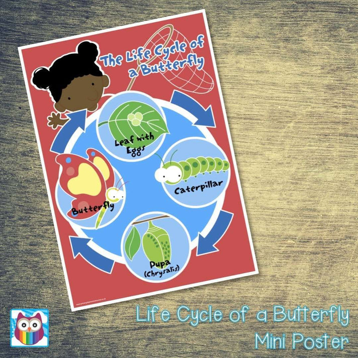 Life Cycle of a Butterfly Mini Poster/Mat Pack – Primary Classroom ...