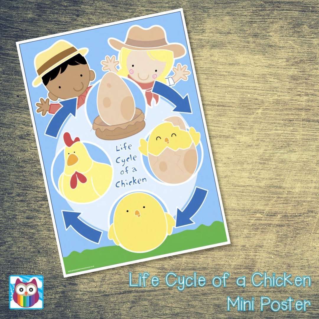 Life Cycle of a Chicken Mini Poster/Mat Pack – Primary Classroom Resources