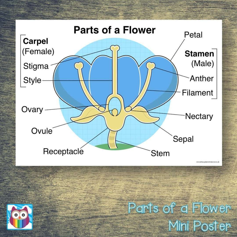 Parts of a Flower Mini Poster/Mat Pack – Primary Classroom Resources
