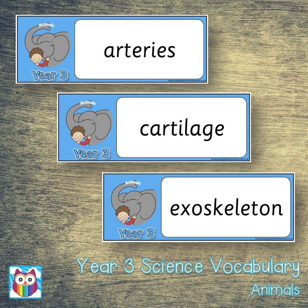 Year 3 Science Vocabulary - Animals including humans – Primary ...
