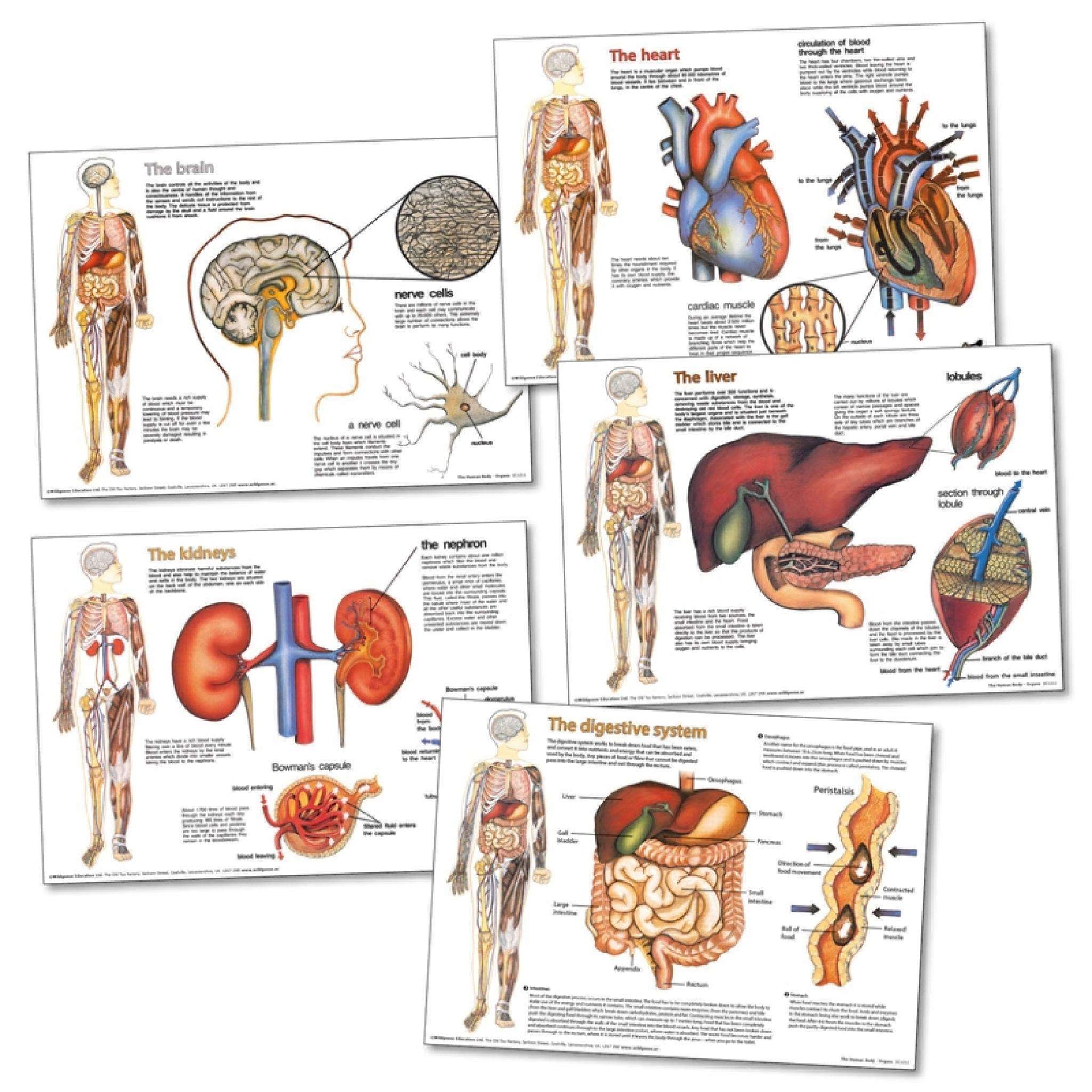 Printable Human Anatomy Charts Organs Printable Human Body Worksheet
