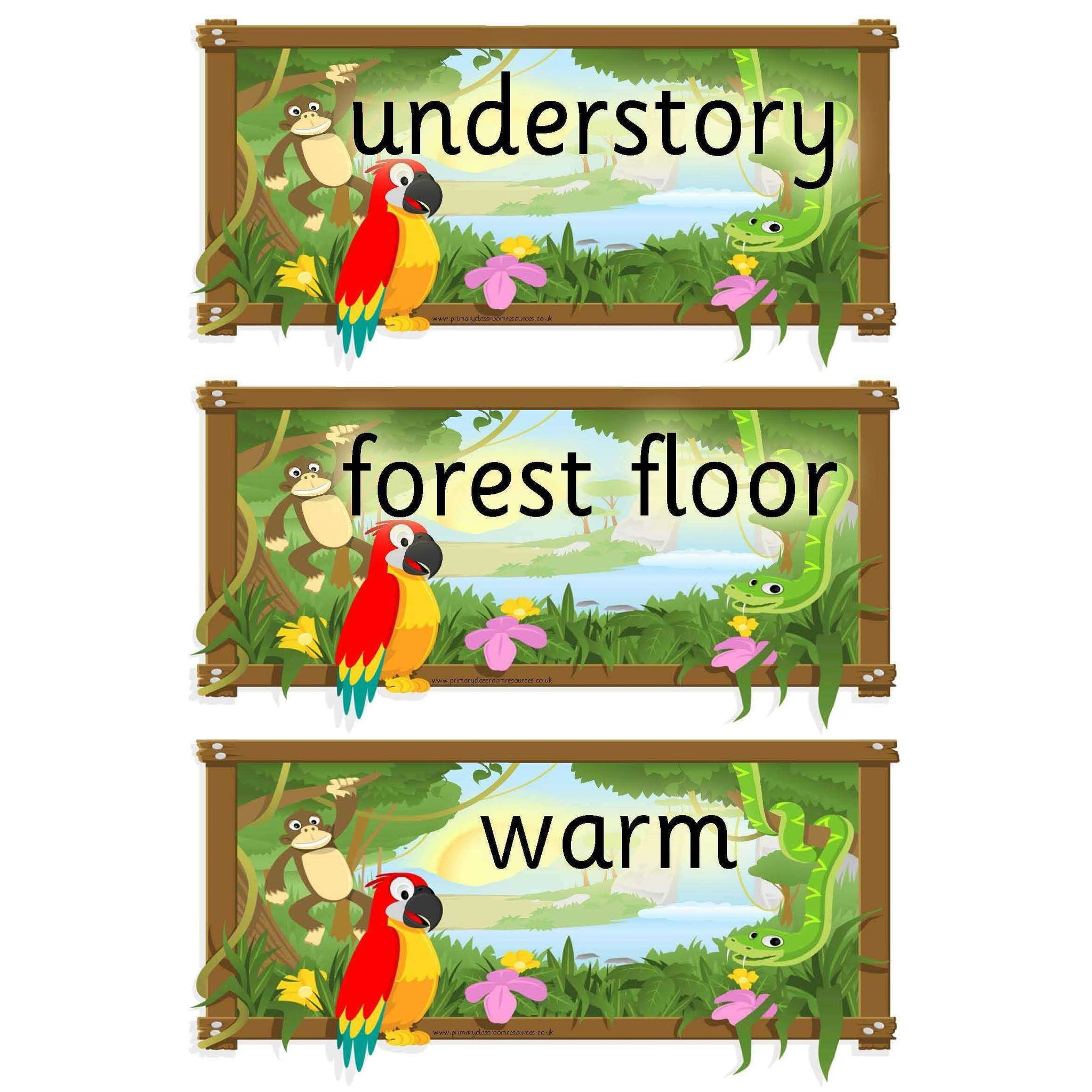 Rainforest Themed Vocabulary Cards – Primary Classroom Resources