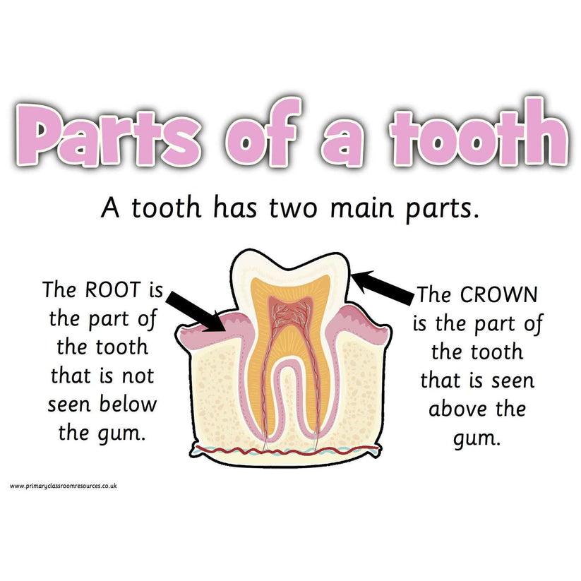 Teeth Information Posters – Primary Classroom Resources