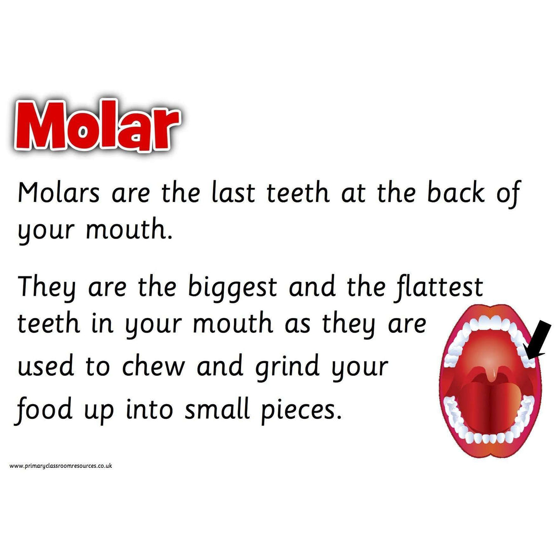 Teeth Information Posters – Primary Classroom Resources